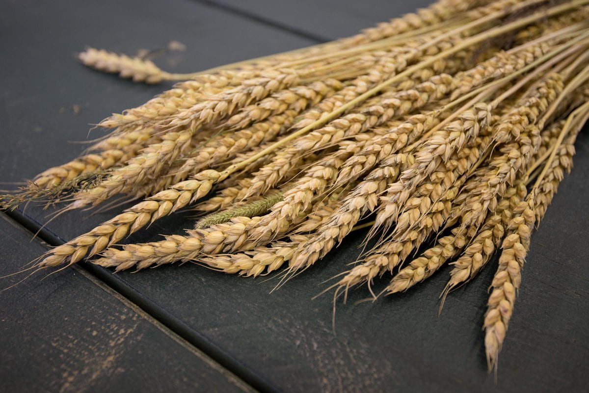 Maine Grain Alliance – edible MAINE