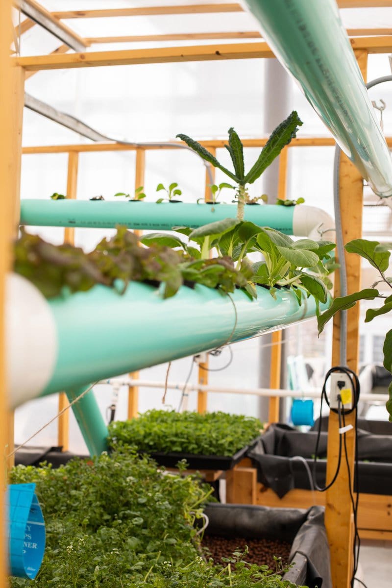 Undercover Farming at Canopy Farms – edible MAINE