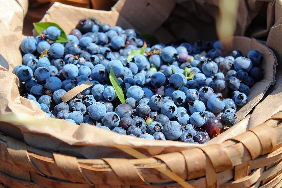 Eating for Generations to Come – edible MAINE